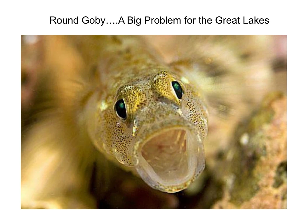 PPT - Round Goby….A Big Problem for the Great Lakes PowerPoint ...