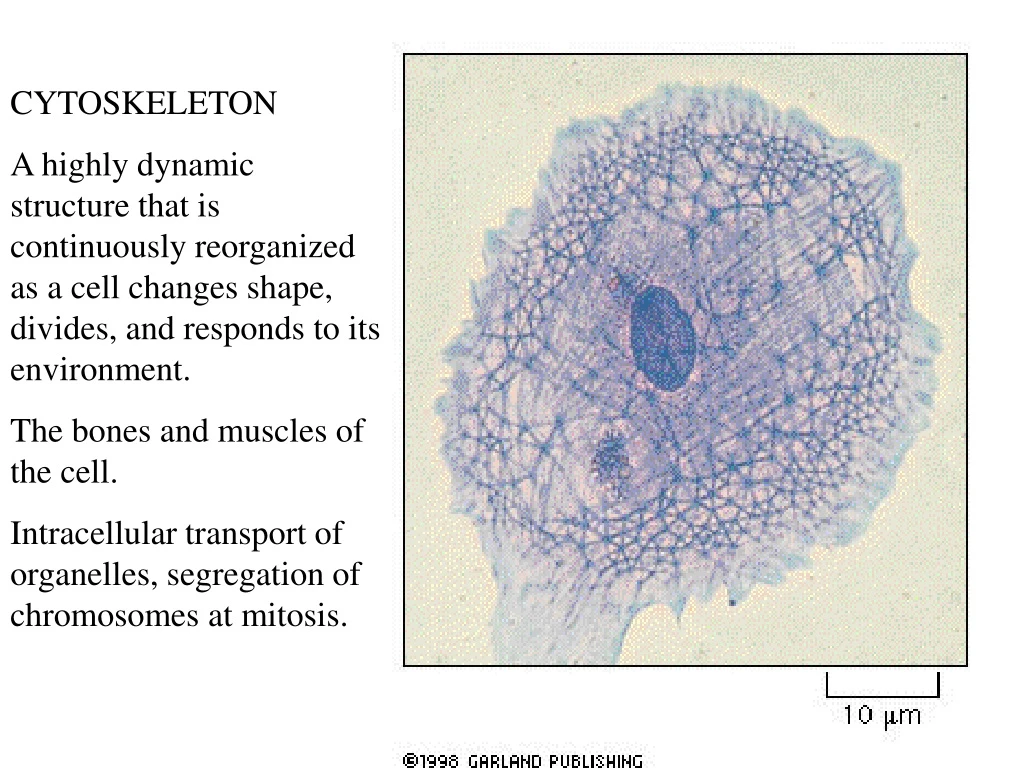 PPT - CYTOSKELETON PowerPoint Presentation, free download - ID:9223796