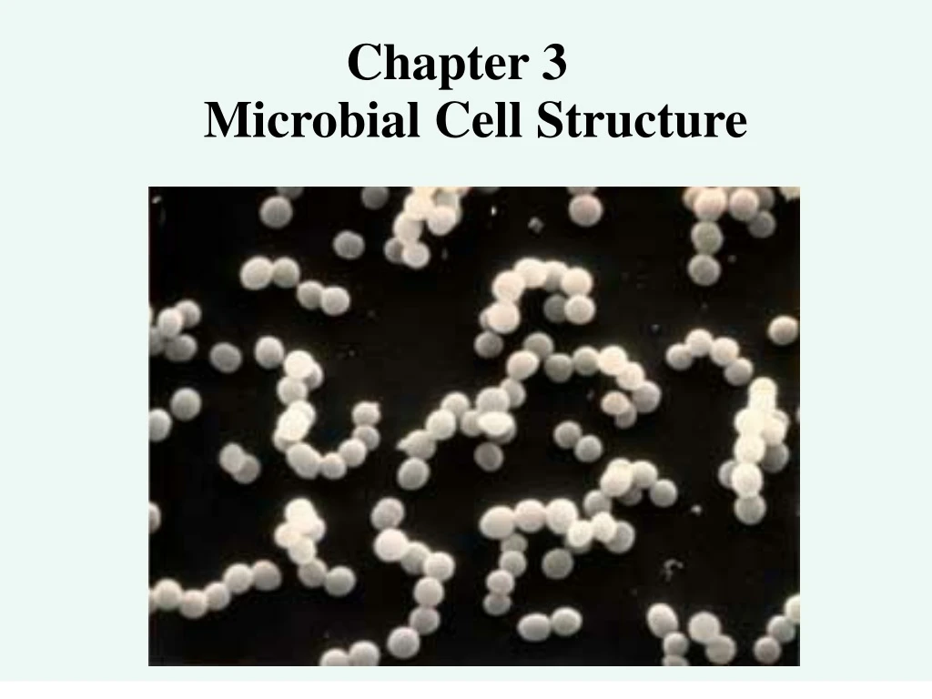 PPT - Chapter 3 Microbial Cell Structure PowerPoint Presentation - ID ...
