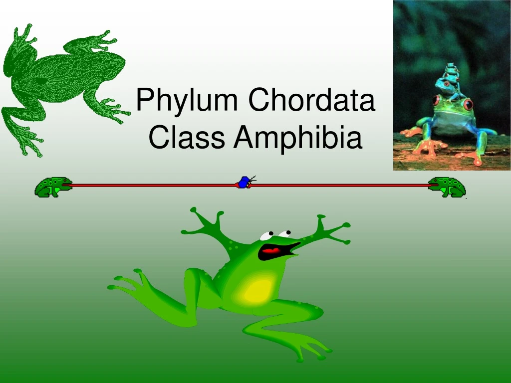 PPT - Phylum Chordata Class Amphibia PowerPoint Presentation, free ...