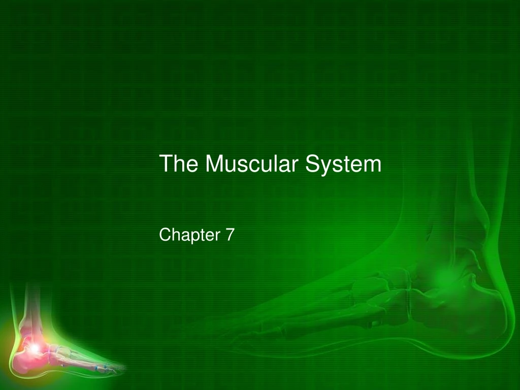 PPT - The Muscular System PowerPoint Presentation, free download - ID ...