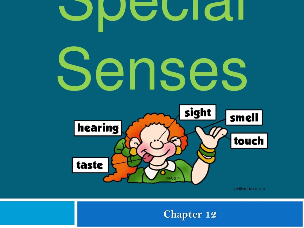 PPT - Special Senses PowerPoint Presentation, free download - ID:9229155
