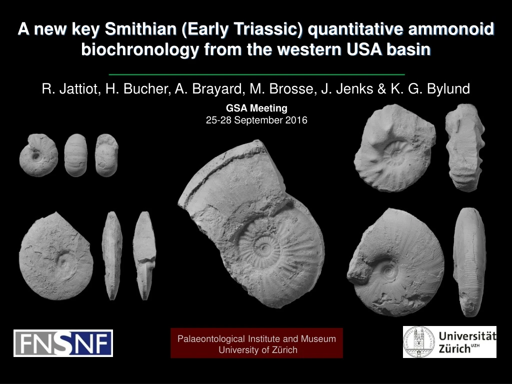 PPT - A new key Smithian (Early Triassic) quantitative ammonoid ...