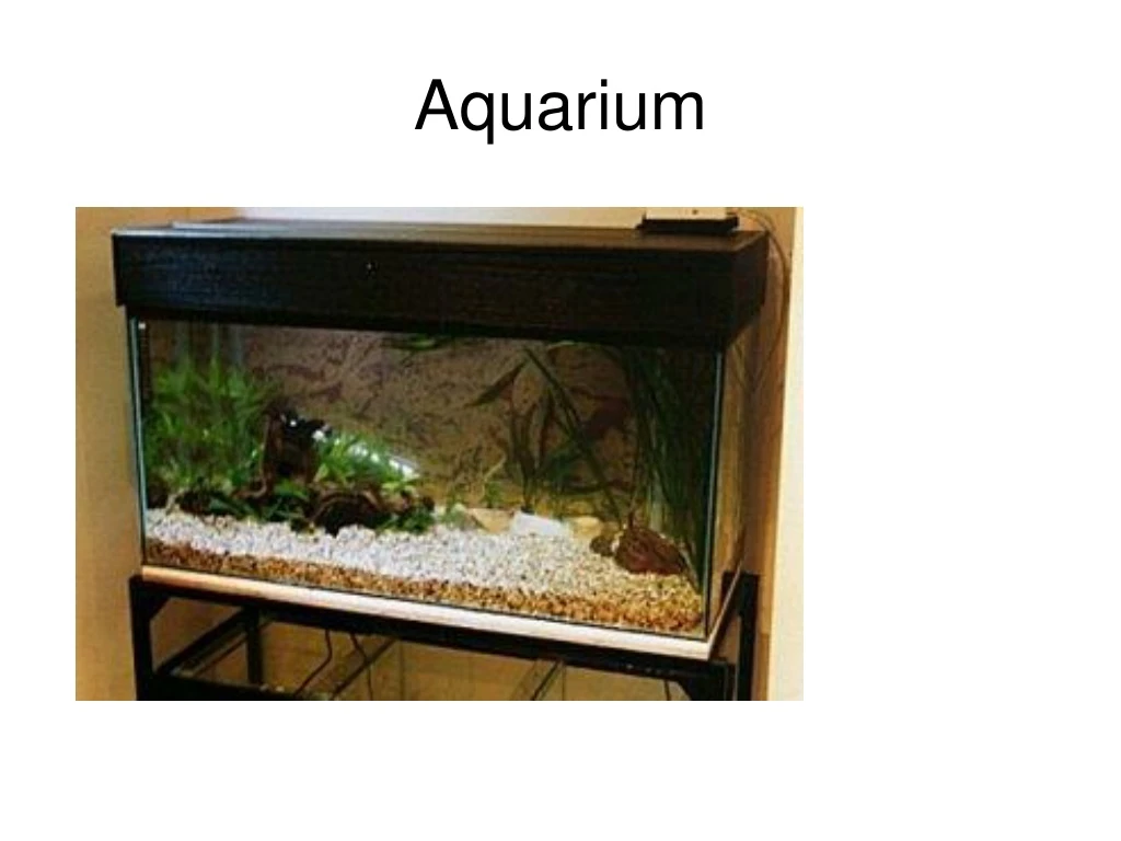 PPT - Aquarium PowerPoint Presentation, free download - ID:9230135