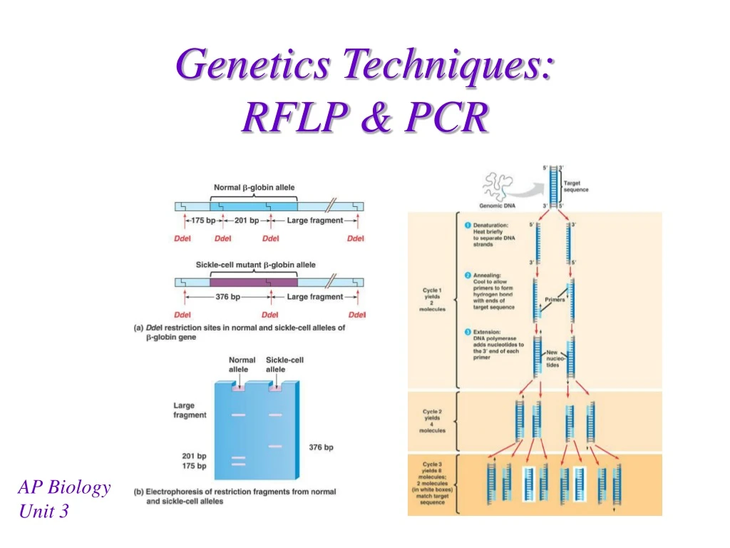 PPT - Genetics Techniques: RFLP & PCR PowerPoint Presentation, free ...