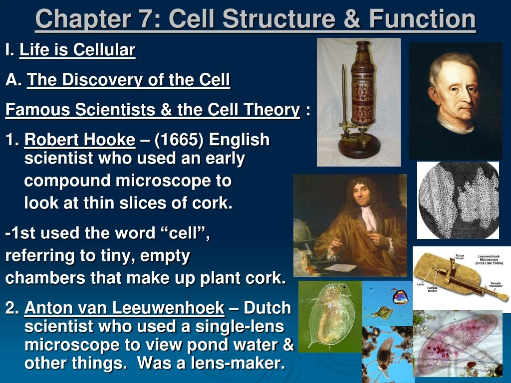 PPT - Chapter 7: Cell Structure & Function PowerPoint Presentation - ID ... PPT - Chapter 7: Cell Structure & Function PowerPoint Presentation - ID ...