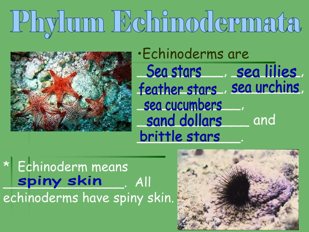 PPT - Phylum Echinodermata PowerPoint Presentation, free download - ID:9232225