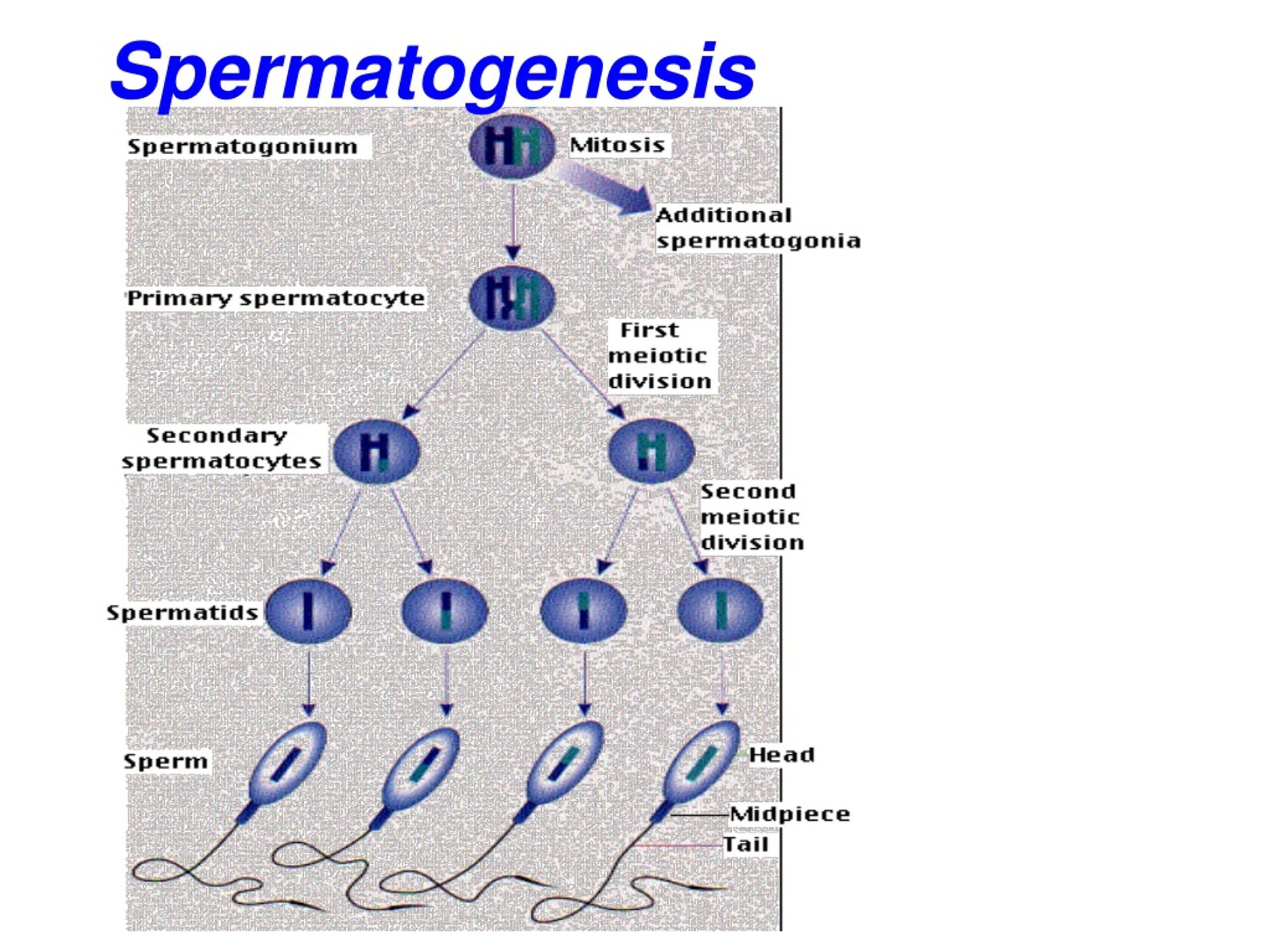 PPT - Reproduction Systems: Male and Female Structures PowerPoint ...
