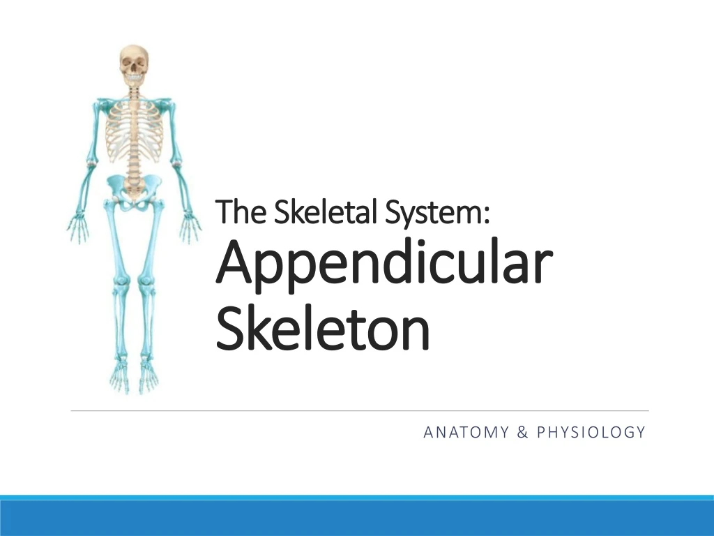 PPT - The Skeletal System: Appendicular Skeleton PowerPoint ...