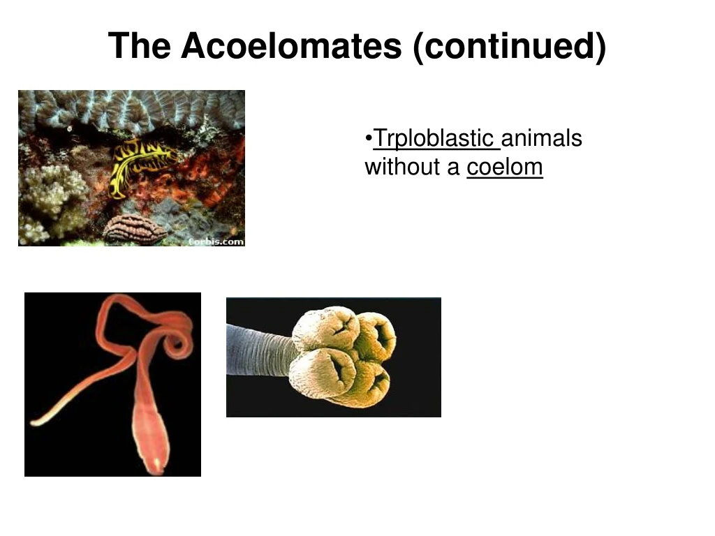 PPT - The Acoelomates (continued) PowerPoint Presentation, free ...