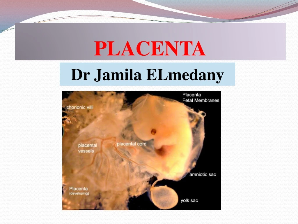 PPT - PLACENTA PowerPoint Presentation, free download - ID:9237978