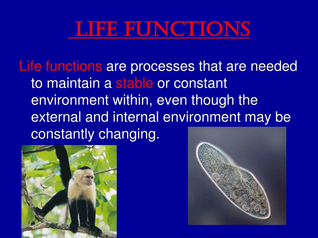 PPT - Life Functions PowerPoint Presentation, free download - ID:9241752