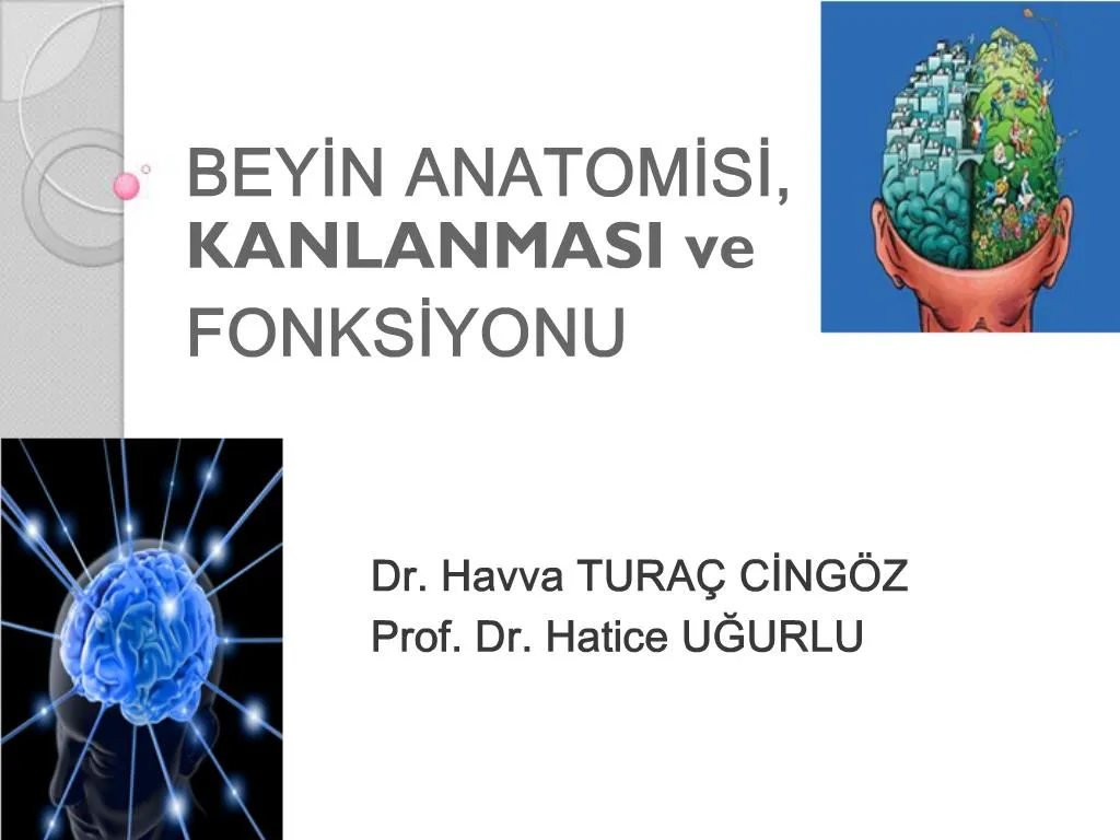 PPT - BEYİN ANATOMİSİ, KANLANMASI ve FONKSİYONU PowerPoint Presentation ...