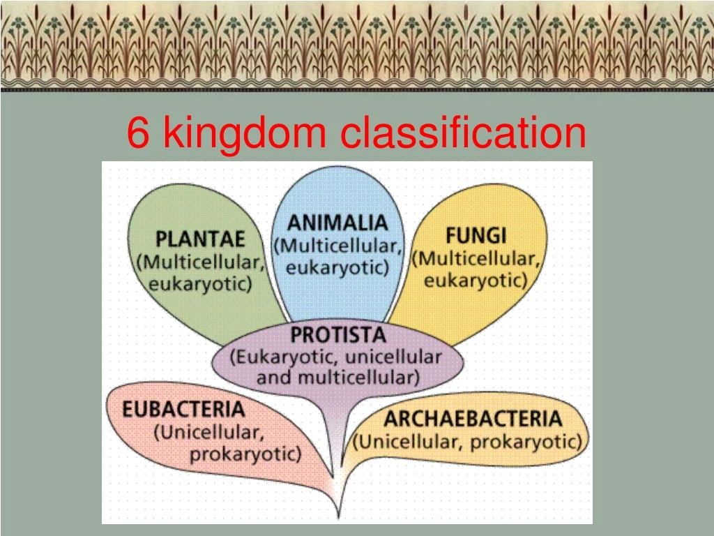 PPT - 6 kingdom classification PowerPoint Presentation, free download - ID:9243362