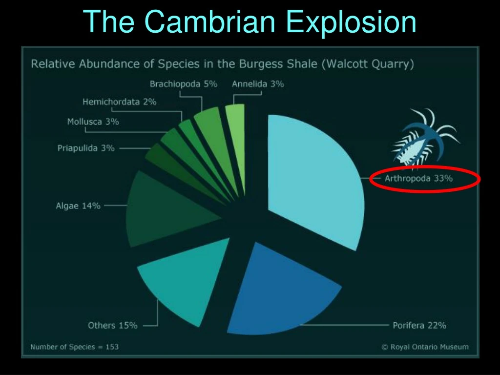 PPT - The Cambrian Explosion PowerPoint Presentation, free download ...