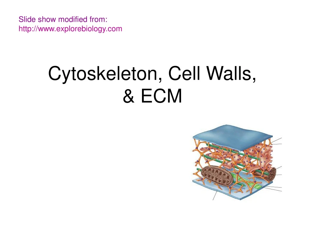 PPT - Cytoskeleton, Cell Walls, & ECM PowerPoint Presentation, free ...