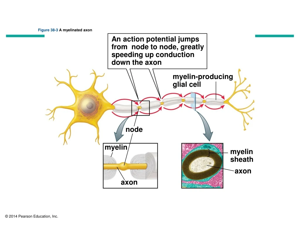 PPT - Figure 38-3 A myelinated axon PowerPoint Presentation, free ...
