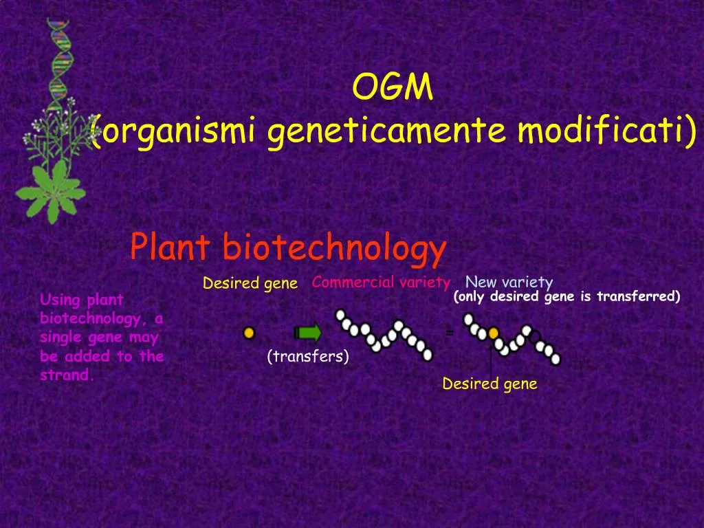 PPT - OGM organismi geneticamente modificati PowerPoint Presentation ...