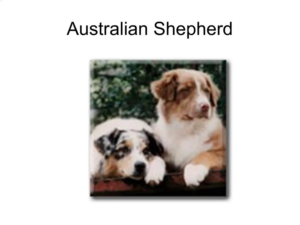 PPT - Breeds of Dogs PowerPoint Presentation, free download - ID:943756