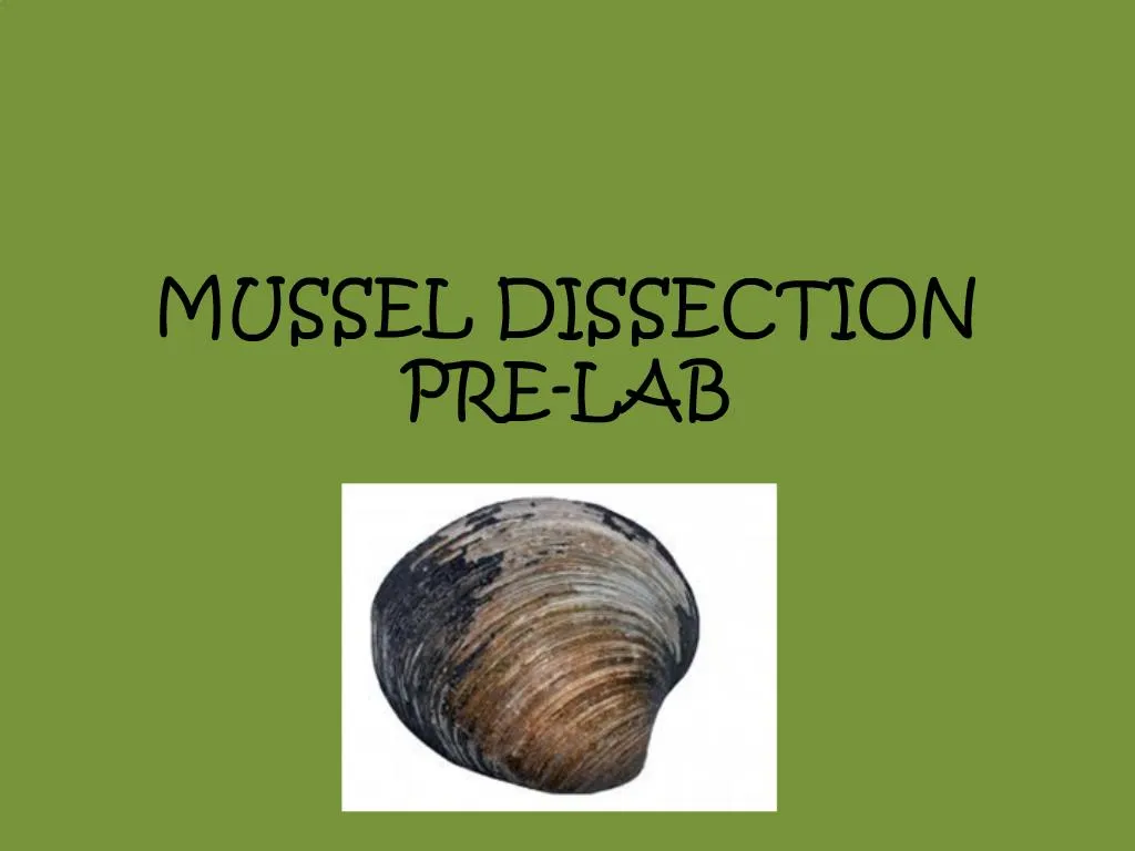 PPT - MUSSEL DISSECTION PRE-LAB PowerPoint Presentation, free download ...