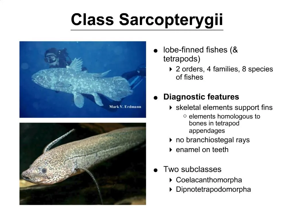 PPT - Class Sarcopterygii PowerPoint Presentation, free download - ID ...