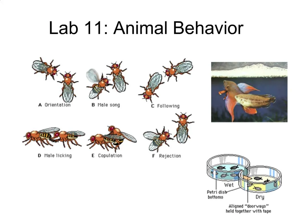 PPT - Lab 11: Animal Behavior PowerPoint Presentation, free download ...