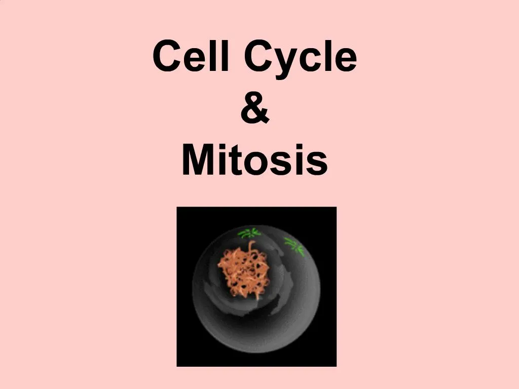 PPT - Cell Cycle Mitosis PowerPoint Presentation, free download - ID:992809